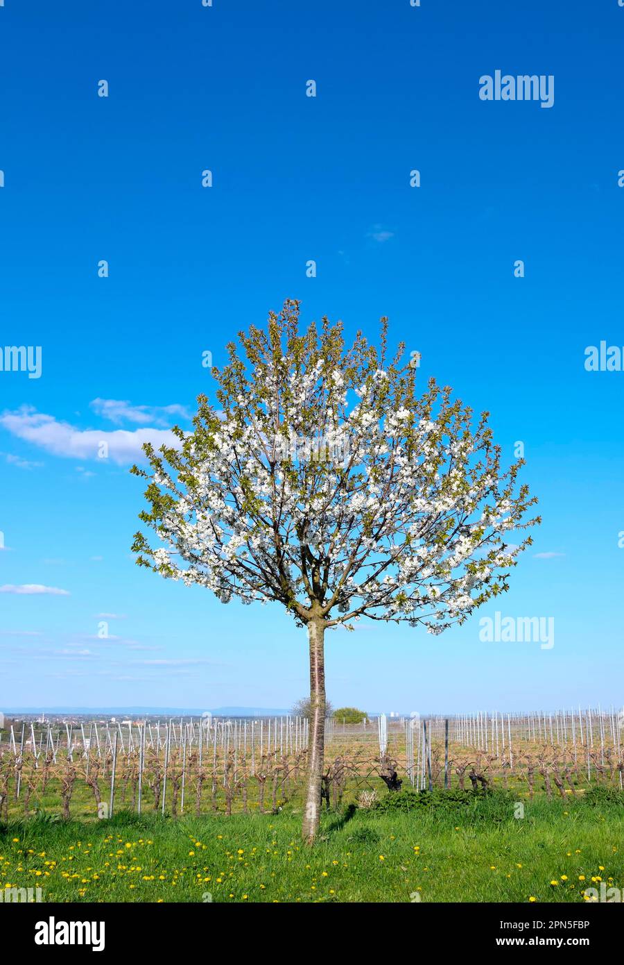 Bird cherry tree in the vineyard Stock Photo - Alamy
