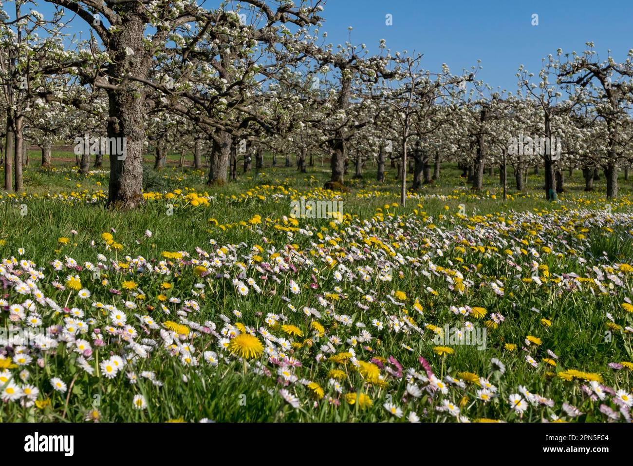 Fruit tree plantation with flower meadow Stock Photo - Alamy