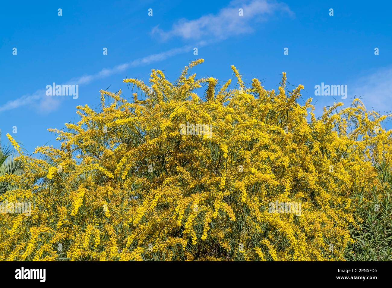 Flowering silver wattle (Acacia dealbata Stock Photo - Alamy