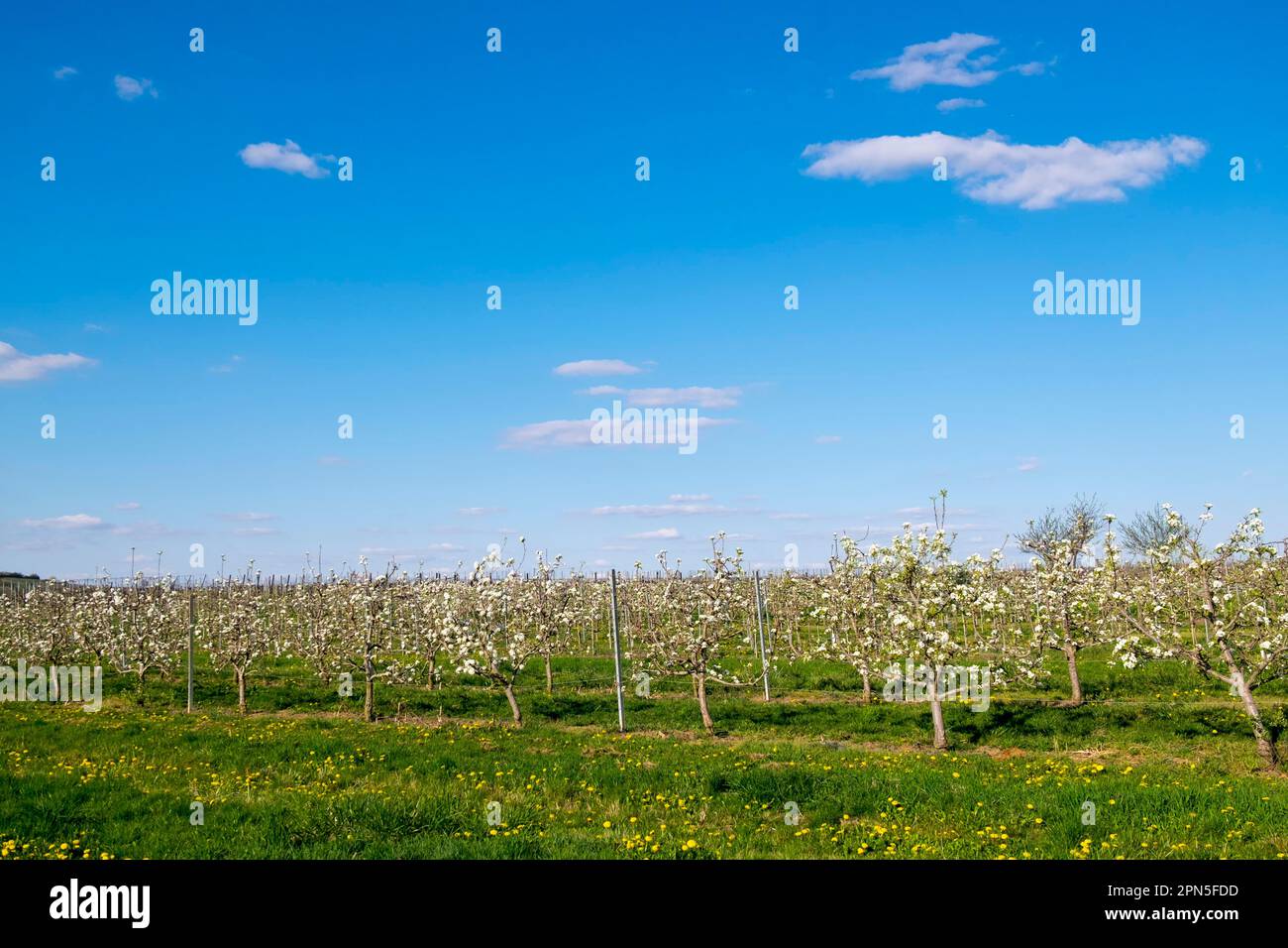 Fruit tree plantation, Palatinate Stock Photo - Alamy