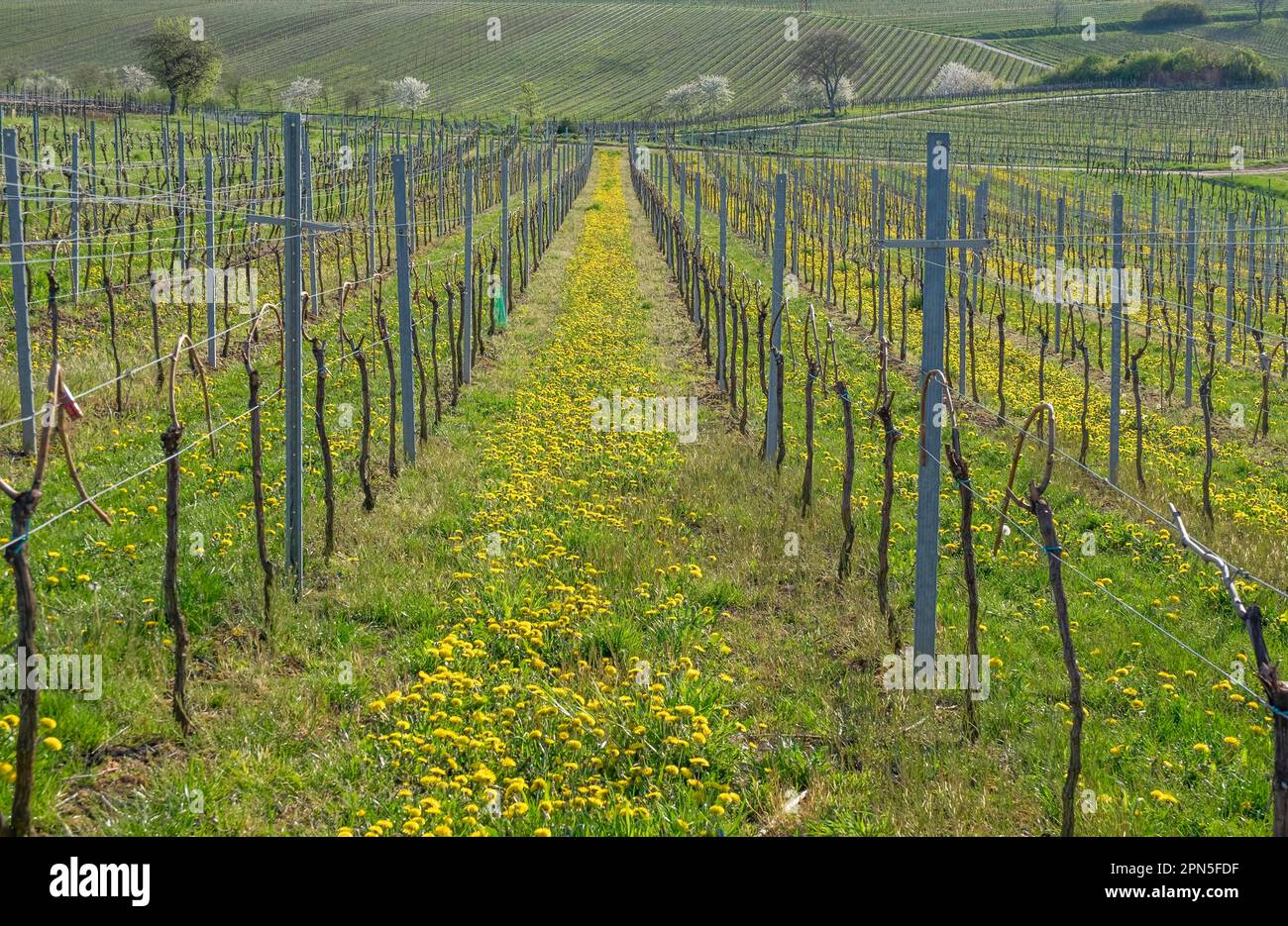 Spring in the vineyard Stock Photo - Alamy