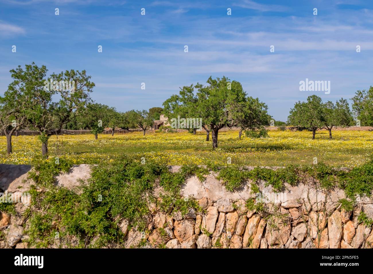 Flower meadow with crownwort (Glebionis coronaria), almond trees ...
