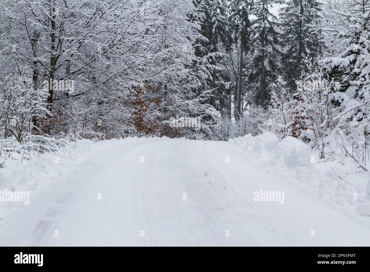 Forest path in winter Stock Photo - Alamy