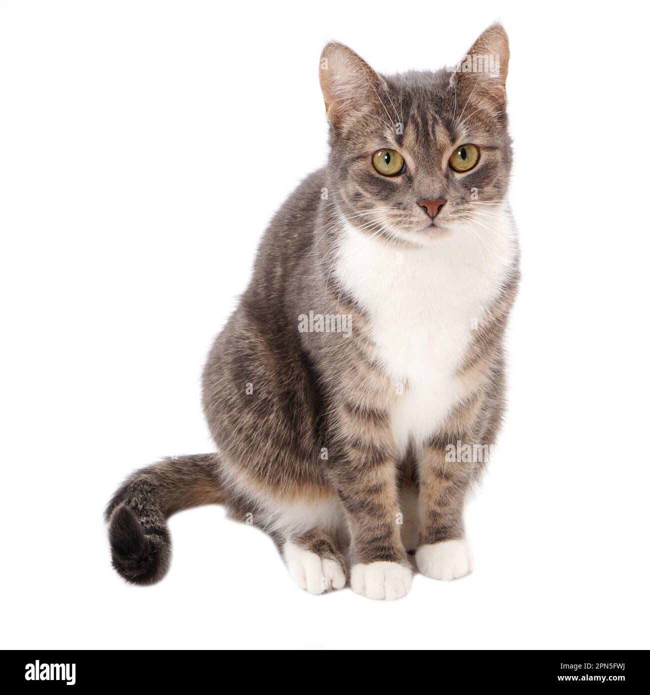 Gray tabby cat hi-res stock photography and images - Alamy