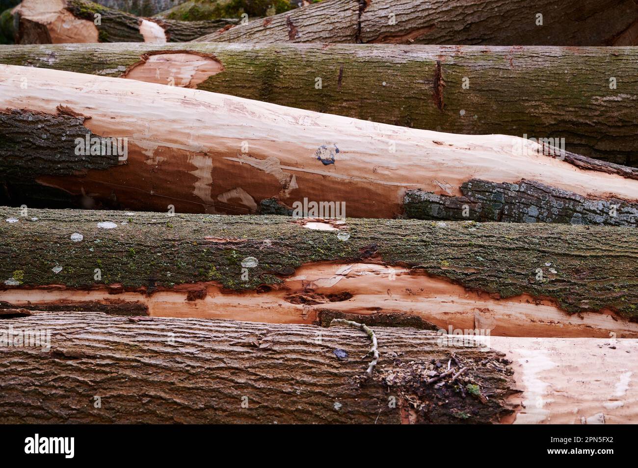 Pile of chopped down logs lying horizontal lengthwise Stock Photo - Alamy