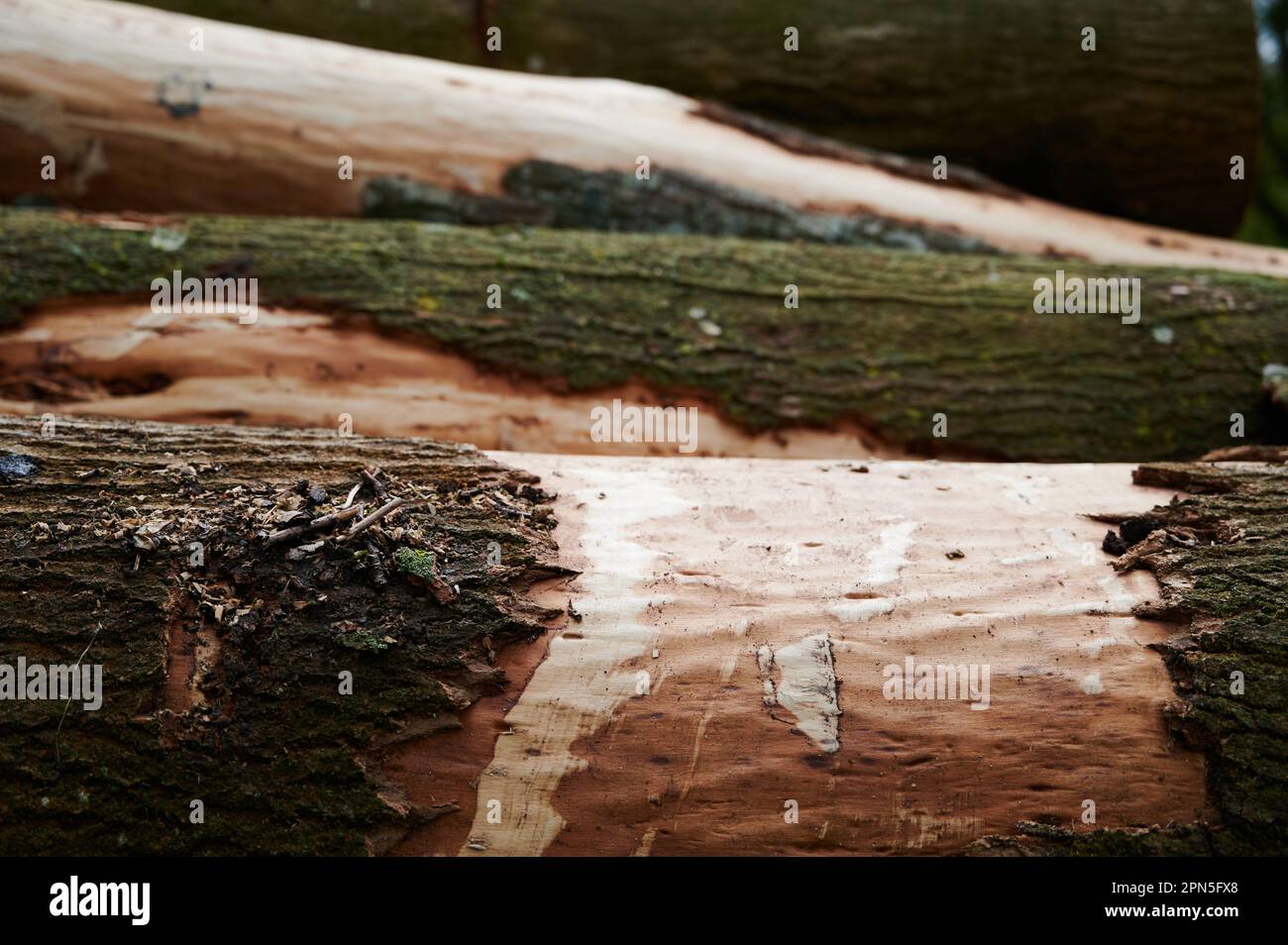 Pile of chopped down logs lying horizontal lengthwise Stock Photo - Alamy