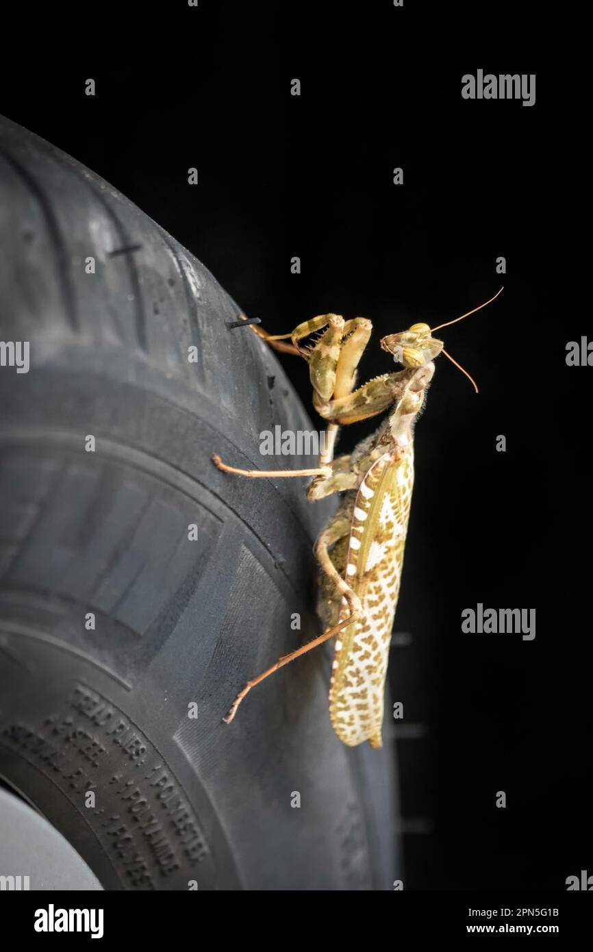 Praying Mantis (Mantis religiosa Stock Photo - Alamy