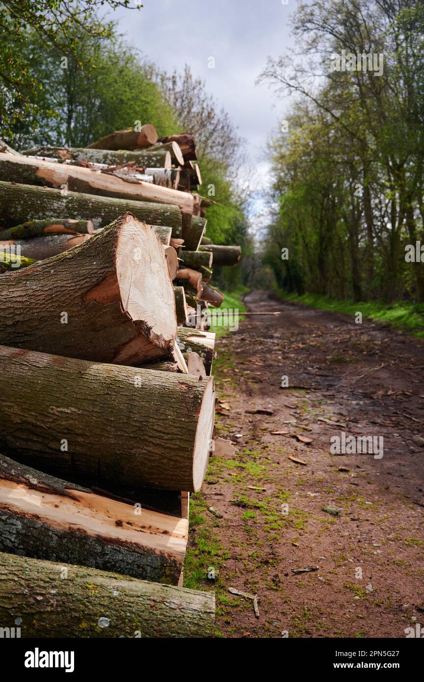 Pile of chopped down logs lying horizontal lengthwise by muddy path ...