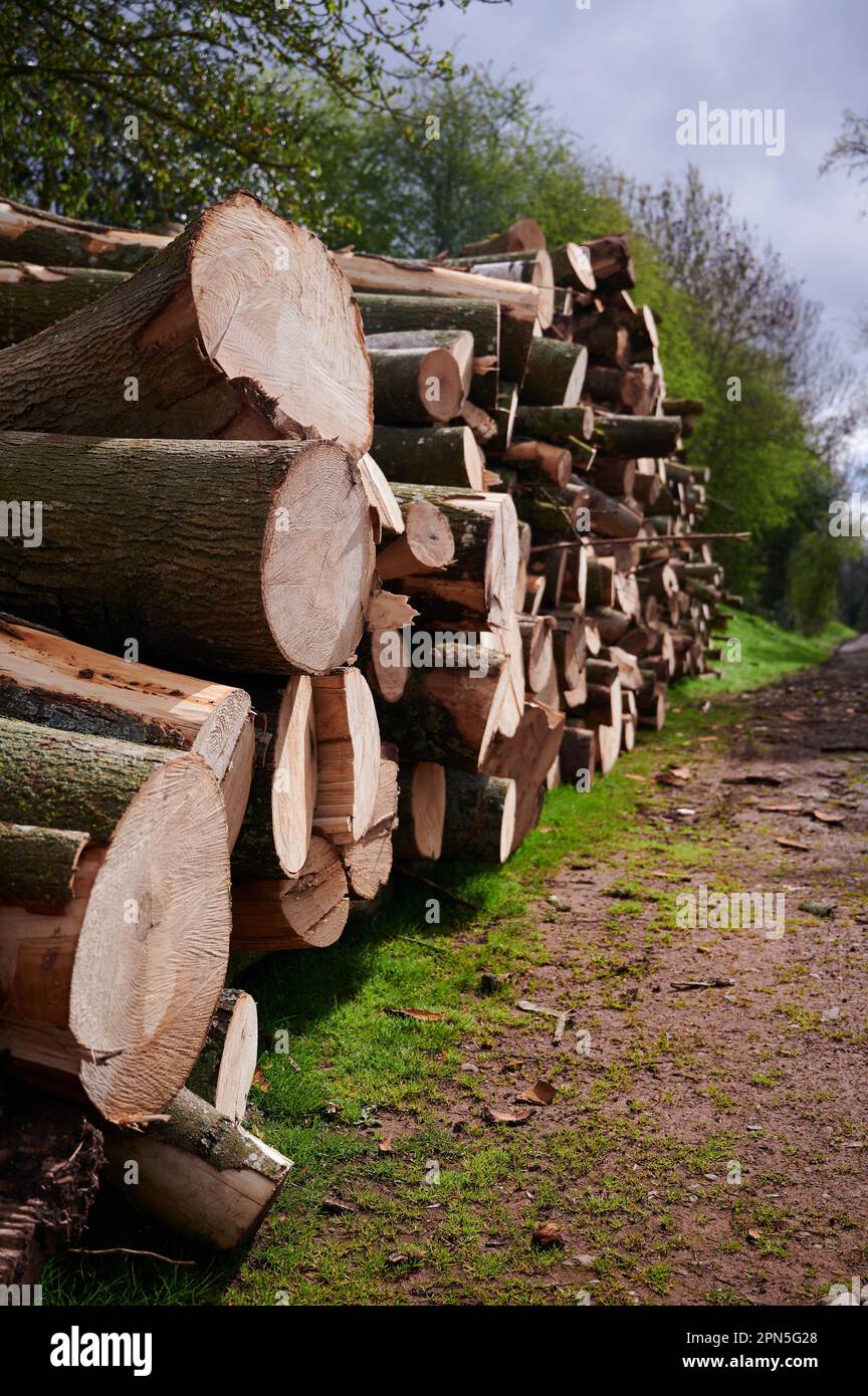 Pile of chopped down logs lying horizontal lengthwise by muddy path ...
