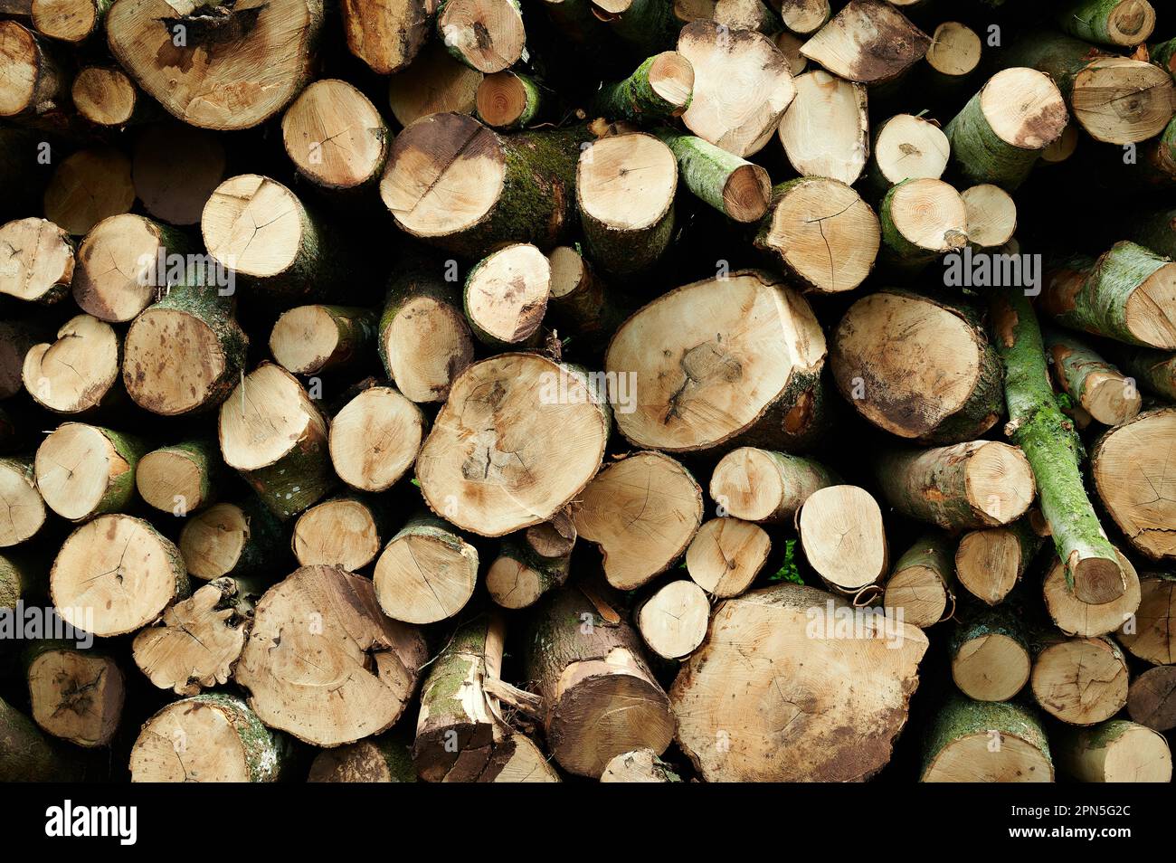 Circle patterns of cut tree trunks Stock Photo - Alamy