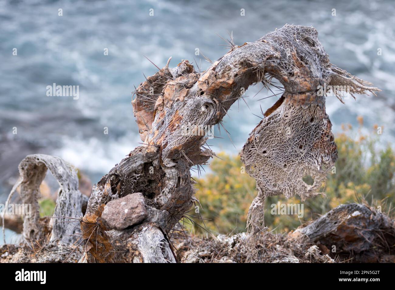Dead prickly pear cactus hi-res stock photography and images - Alamy