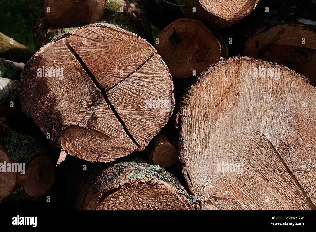 Circle patterns of cut tree trunks Stock Photo - Alamy