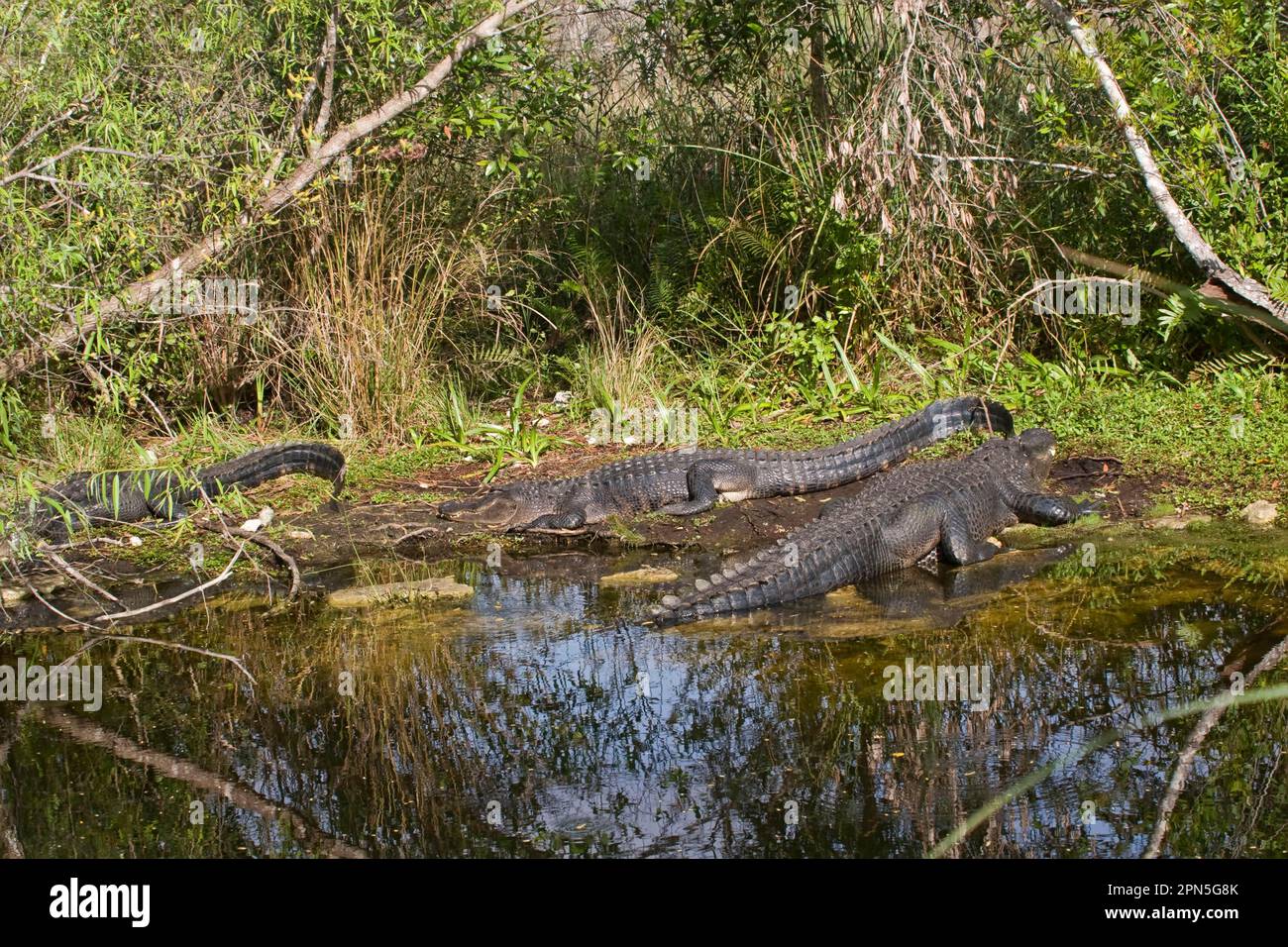 Alligator river reserve hi-res stock photography and images - Alamy