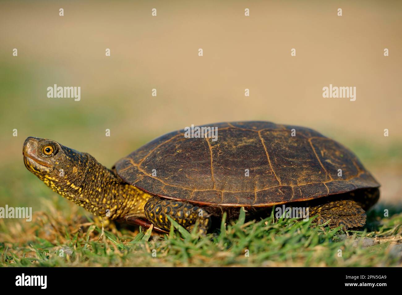 Sumpfschildkroete europ., European (Emys orbicularis) Pond Turtle Stock ...