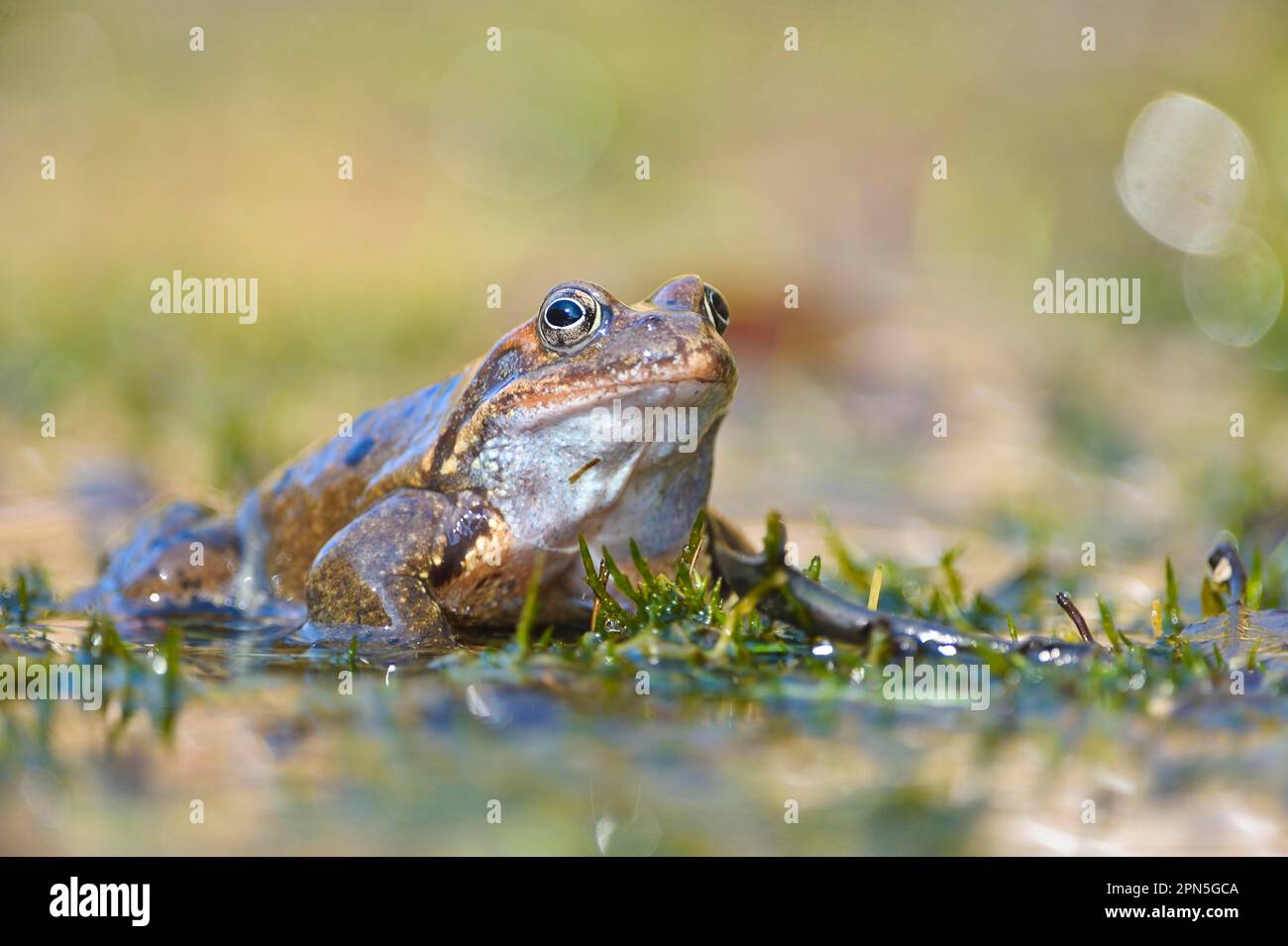 Common European Frog (Rana temporaria Stock Photo - Alamy