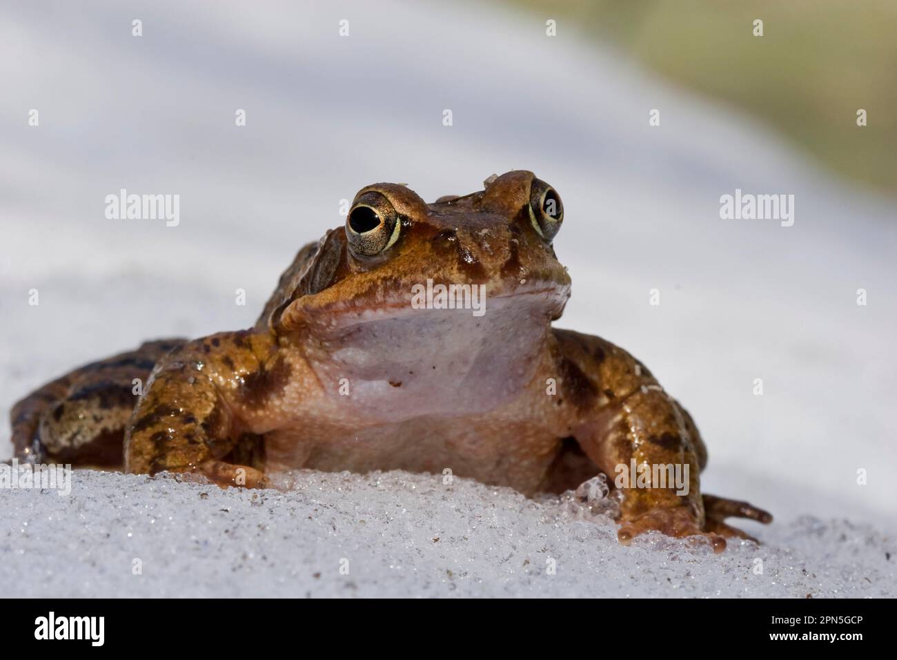 Common European Frog (Rana temporaria Stock Photo - Alamy