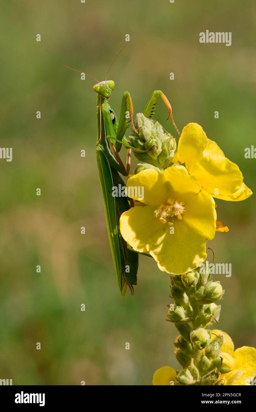 European mantis (Mantis religiosa Stock Photo - Alamy