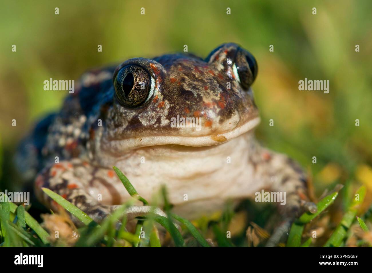 Adult common frog hi-res stock photography and images - Alamy