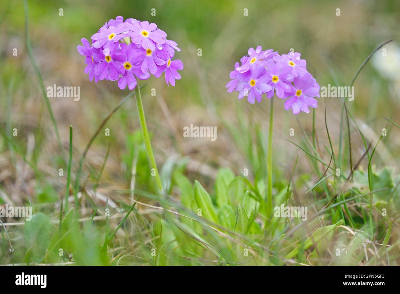Bird's eye primrose (Primula farinosa), bird's eye primrose Stock Photo ...