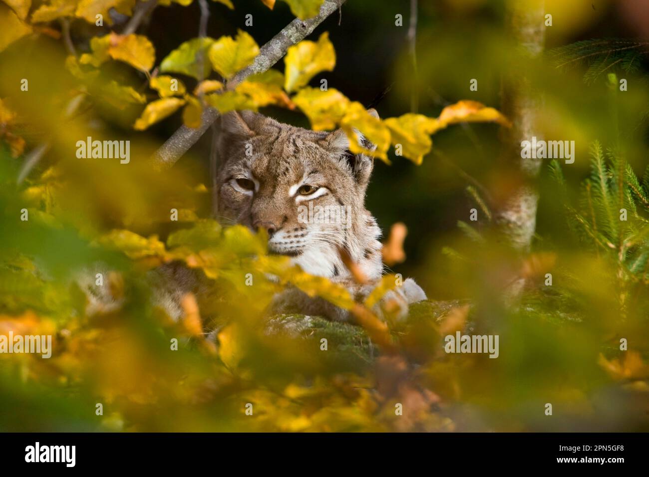 Hidden lynx hi-res stock photography and images - Alamy