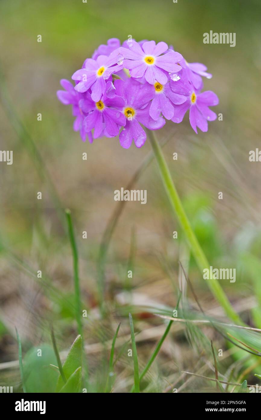Bird's eye primrose (Primula farinosa), bird's eye primrose Stock Photo ...