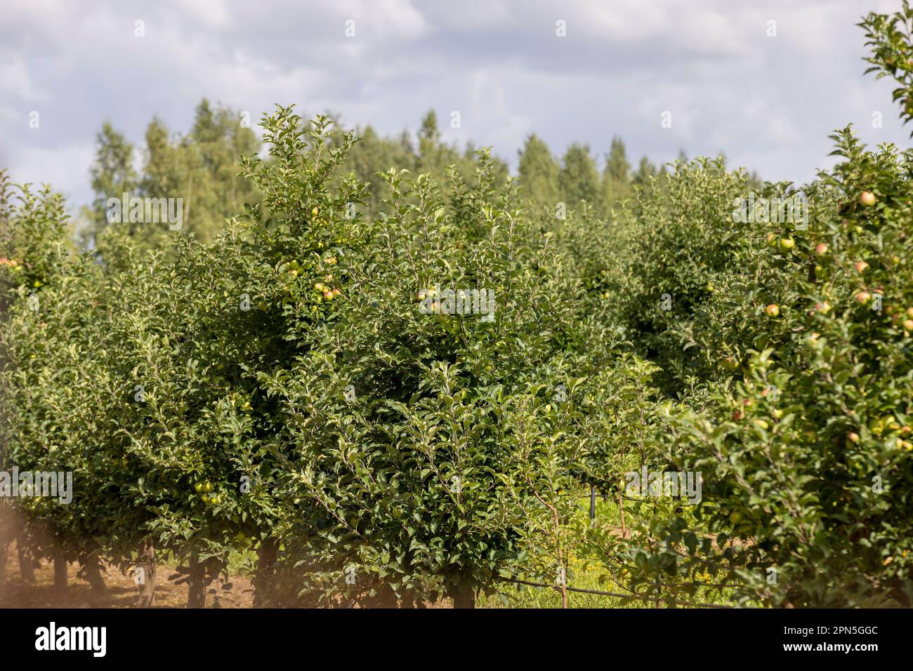 Apple orchard with a mature harvest of green apples, apple orchard with ...