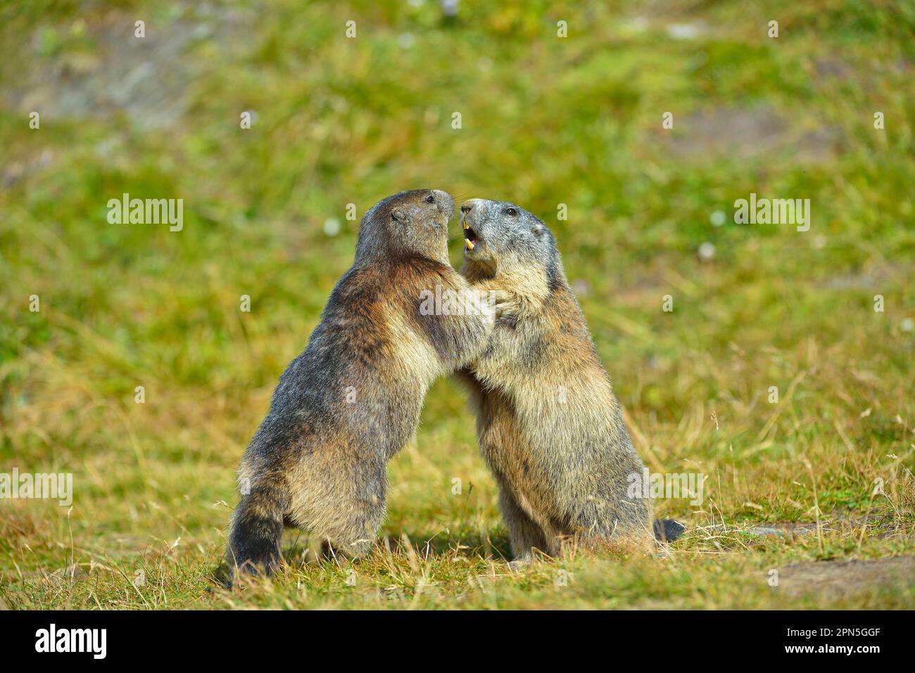 Alpine Marmot (Marmota marmota) Marmot Stock Photo - Alamy