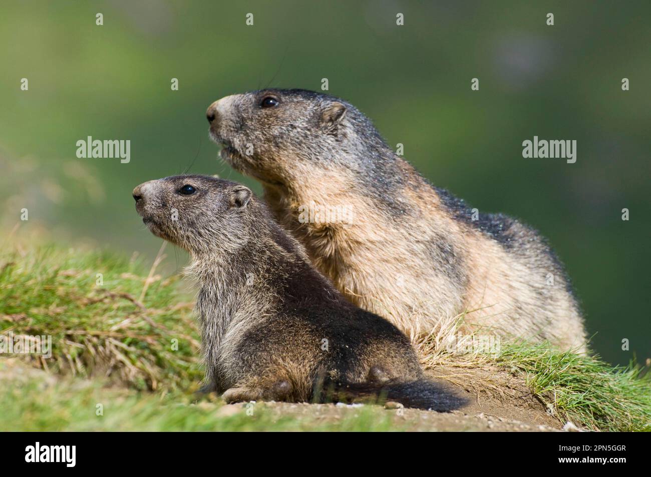 Alpine Marmot (Marmota marmota Stock Photo - Alamy