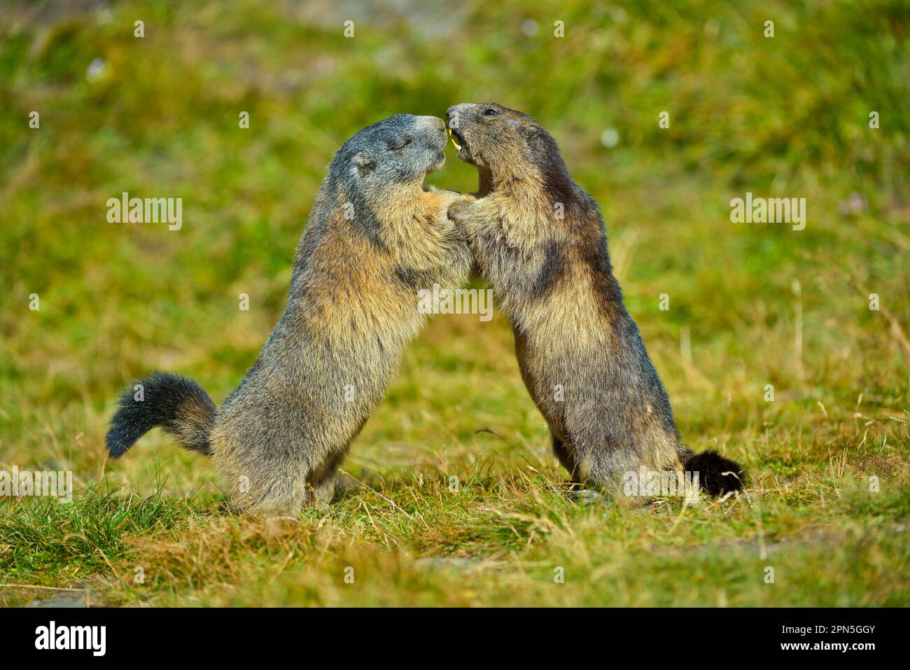 Alpine Marmot (Marmota marmota) Marmot Stock Photo - Alamy