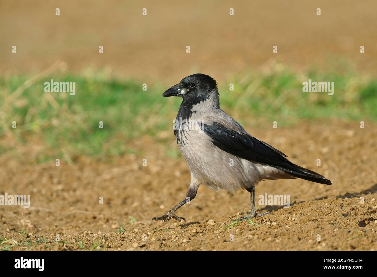 Hooded crow (Corvus corone cornix), Carrion Crow Stock Photo - Alamy