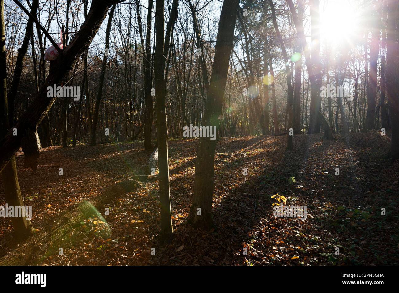 trees in the autumn season in sunny weather before sunset, illuminated ...