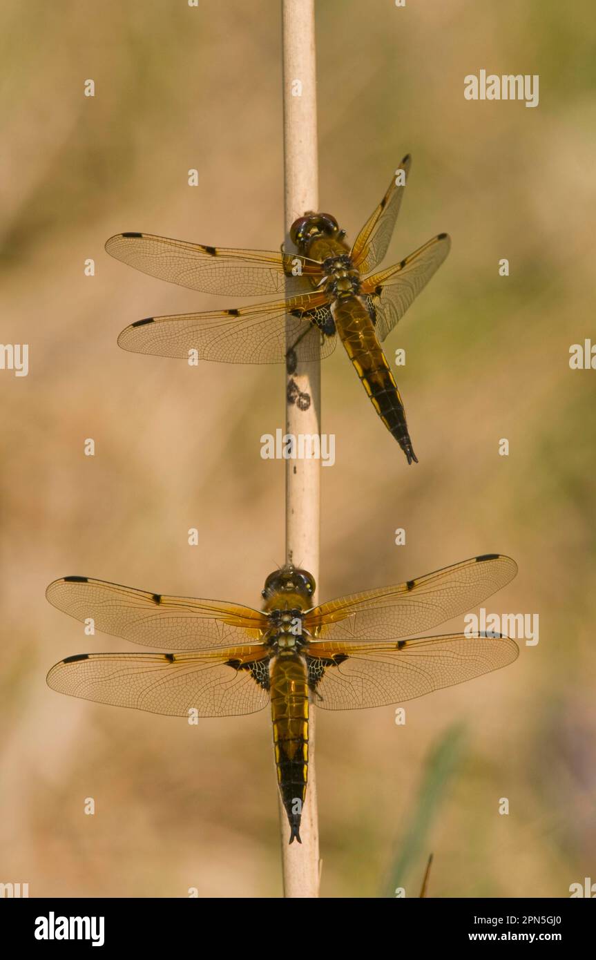 Four-spotted Darter, Libellula quadrimaculata, Four-spotted Chaser ...