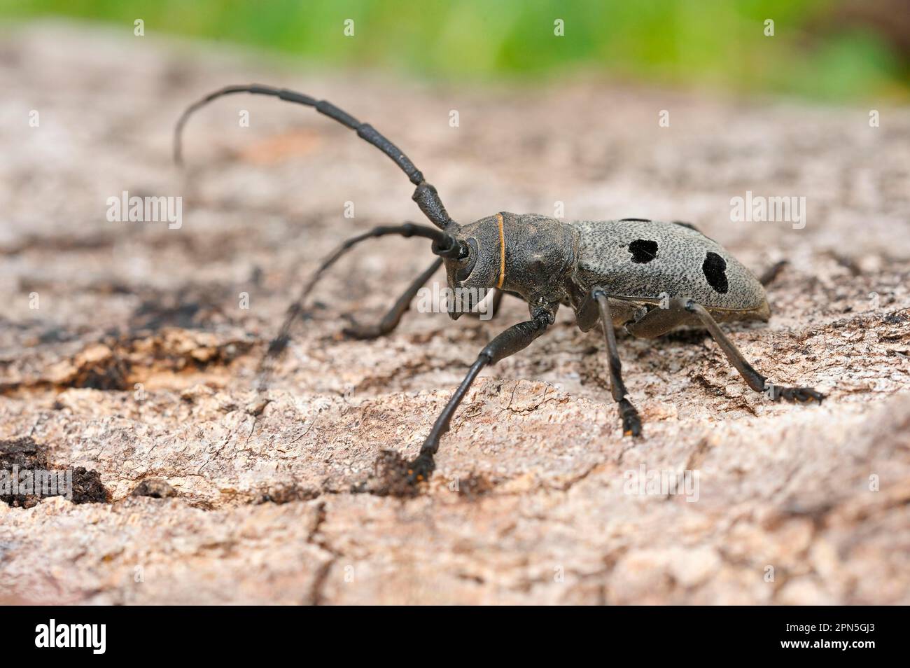 Morimus asper hi-res stock photography and images - Alamy
