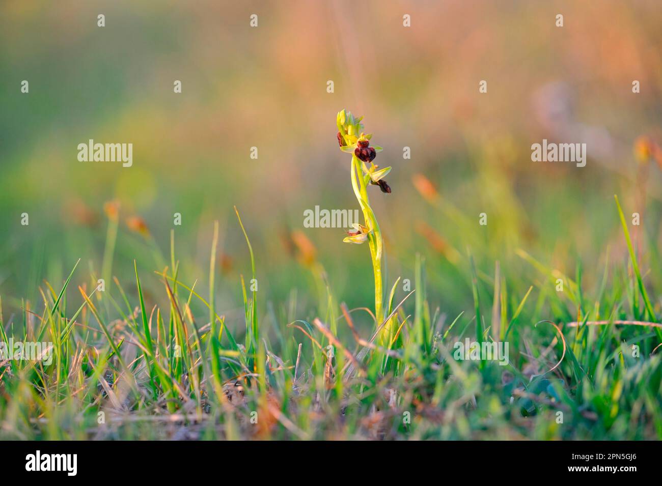 Spinnenragwurz Early (Ophrys sphegodes) Spider Orchid Stock Photo - Alamy