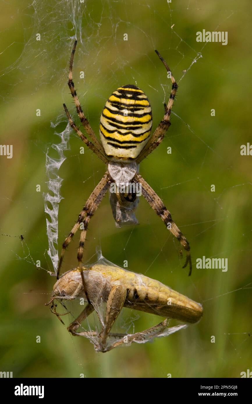 Wespenspinne wasp (Argiope bruennichi) spider Stock Photo - Alamy