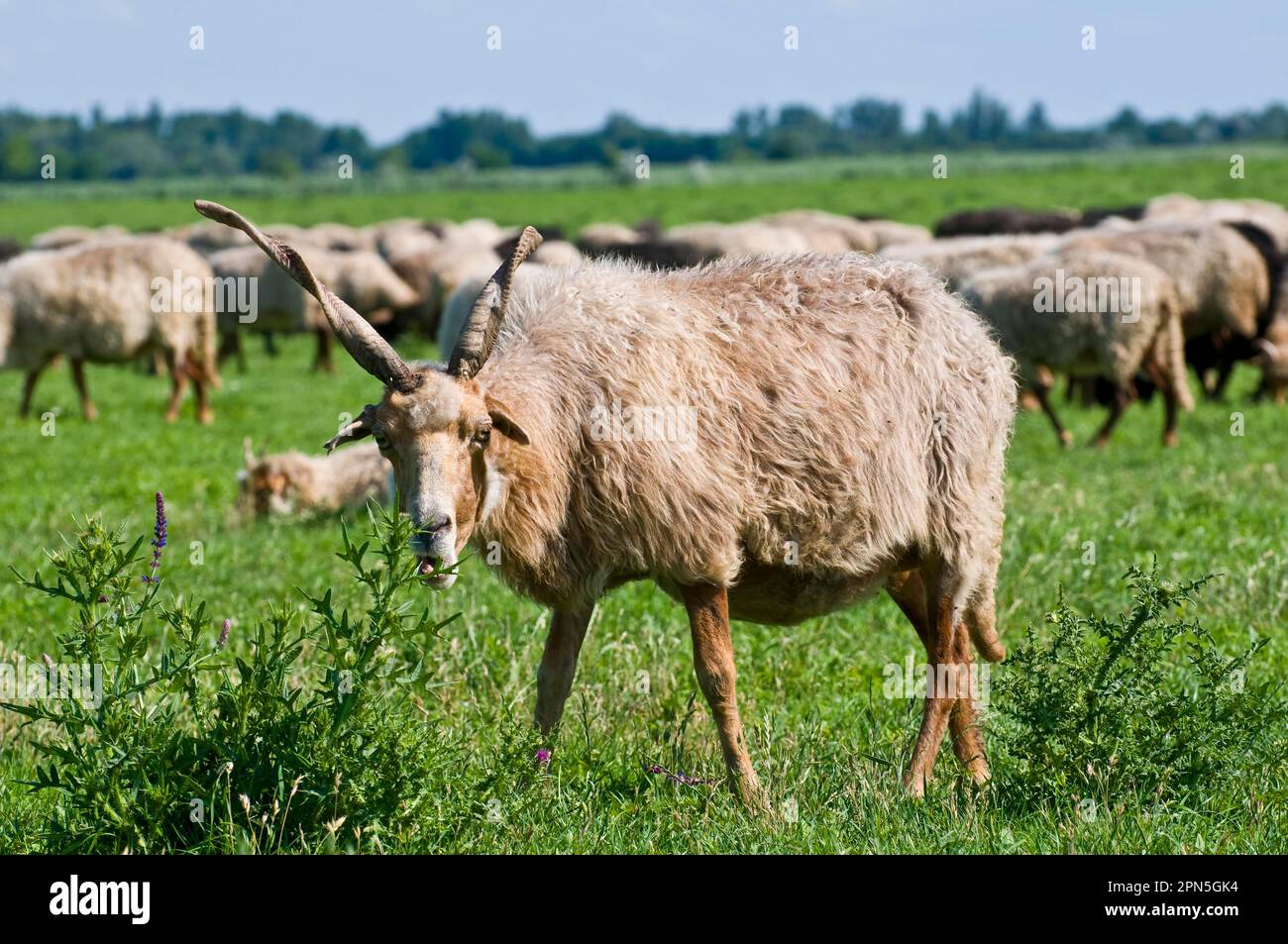 Hungarian racka hi-res stock photography and images - Alamy