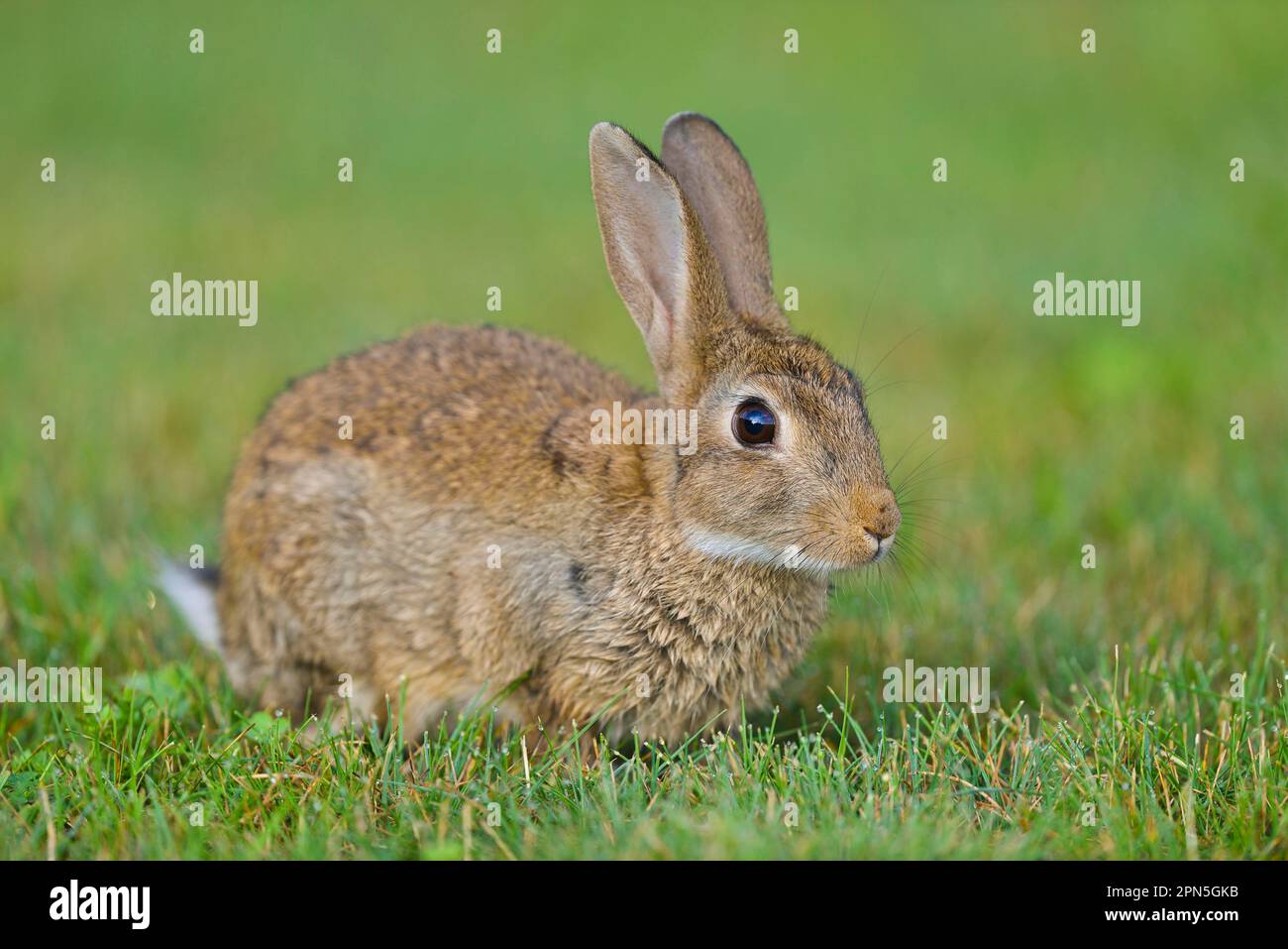 European rabbit (Oryctolagus cuniculus) Rabbits Stock Photo - Alamy