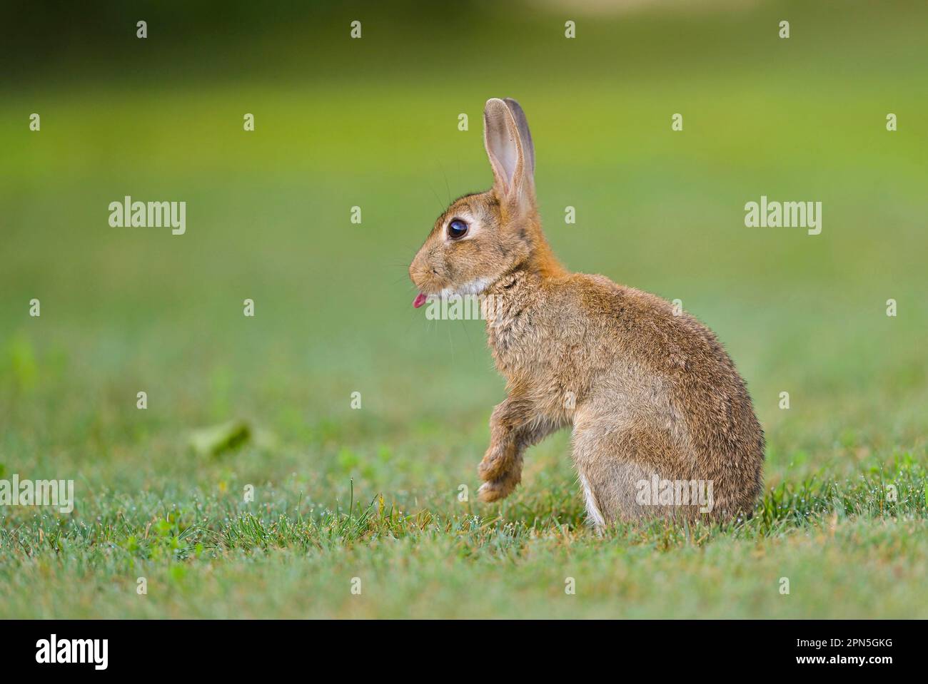 Oryctolagus cuniculus funny hi-res stock photography and images - Alamy