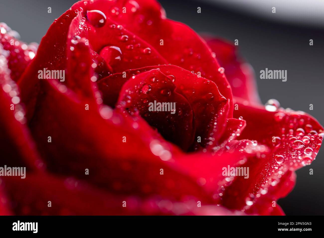 A red rose whose bud is completely covered with drops of pure water, a ...