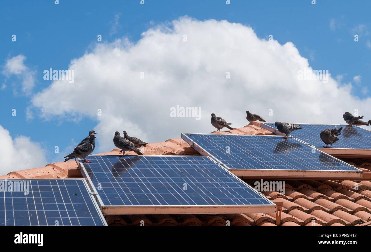 Birds sitting on solar panels on tiled roof of house, solar panels ...