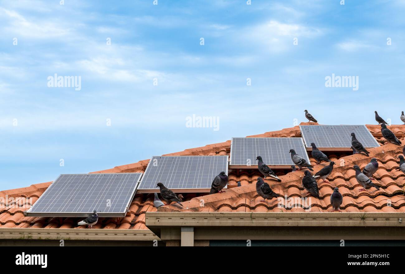 Birds sitting on solar panels on tiled roof of house, solar panels ...