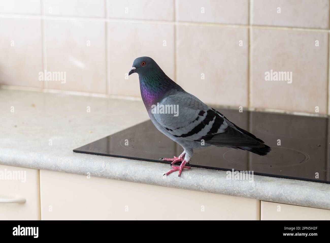 Domestic pet pigeon sitting inside on kitchen bench Stock Photo - Alamy