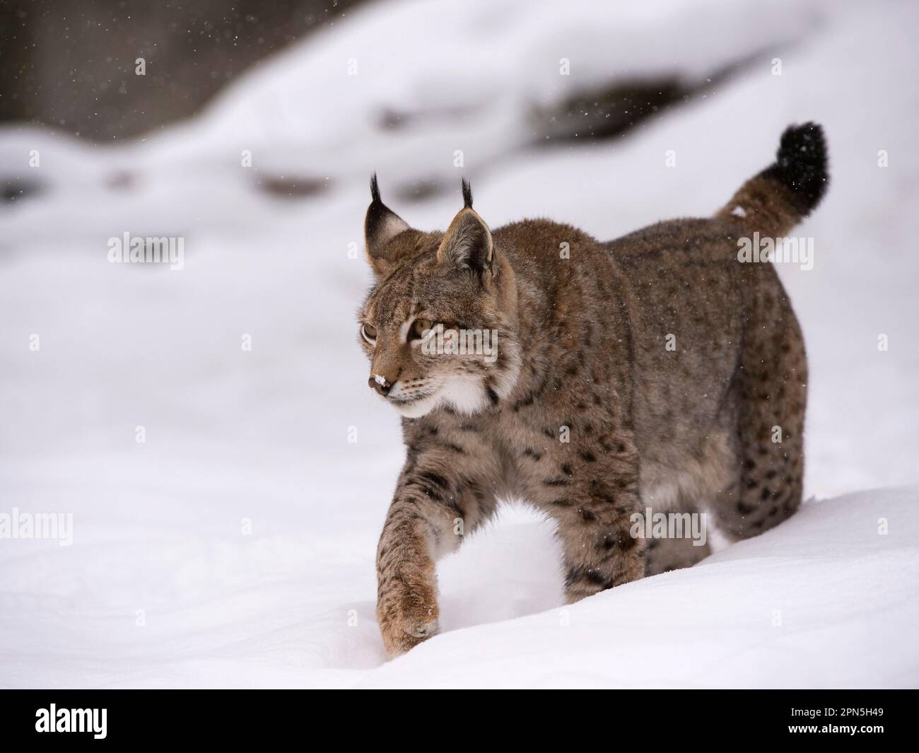 Lynx or northern lynx (Lynx lynx), Germany Stock Photo - Alamy