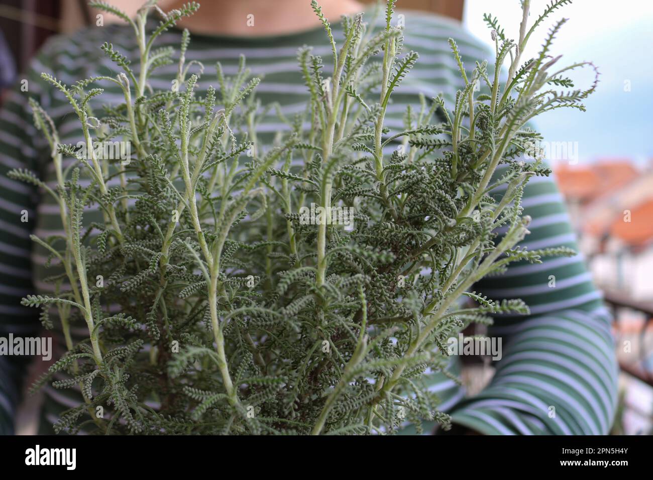 Freen plants hi-res stock photography and images - Alamy
