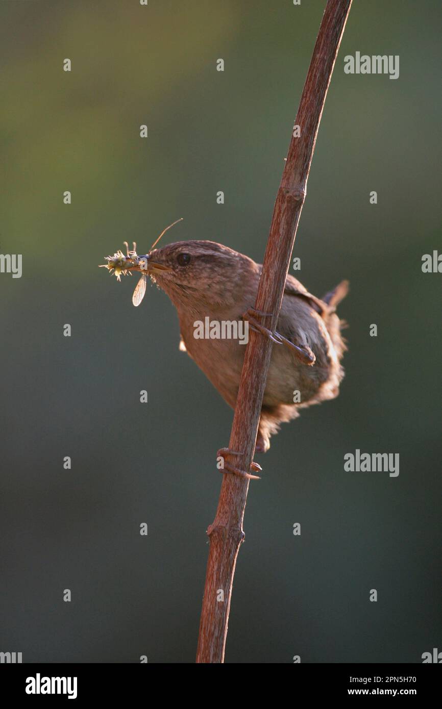 Wren flying hi-res stock photography and images - Alamy
