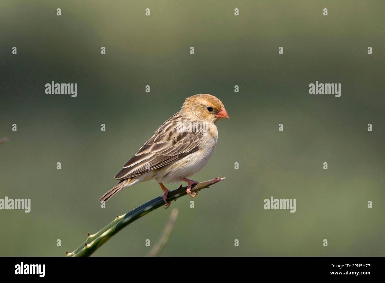 Straw-tailed Whydah (Vidua fischeri), female, Ndutu, Serengeti ...