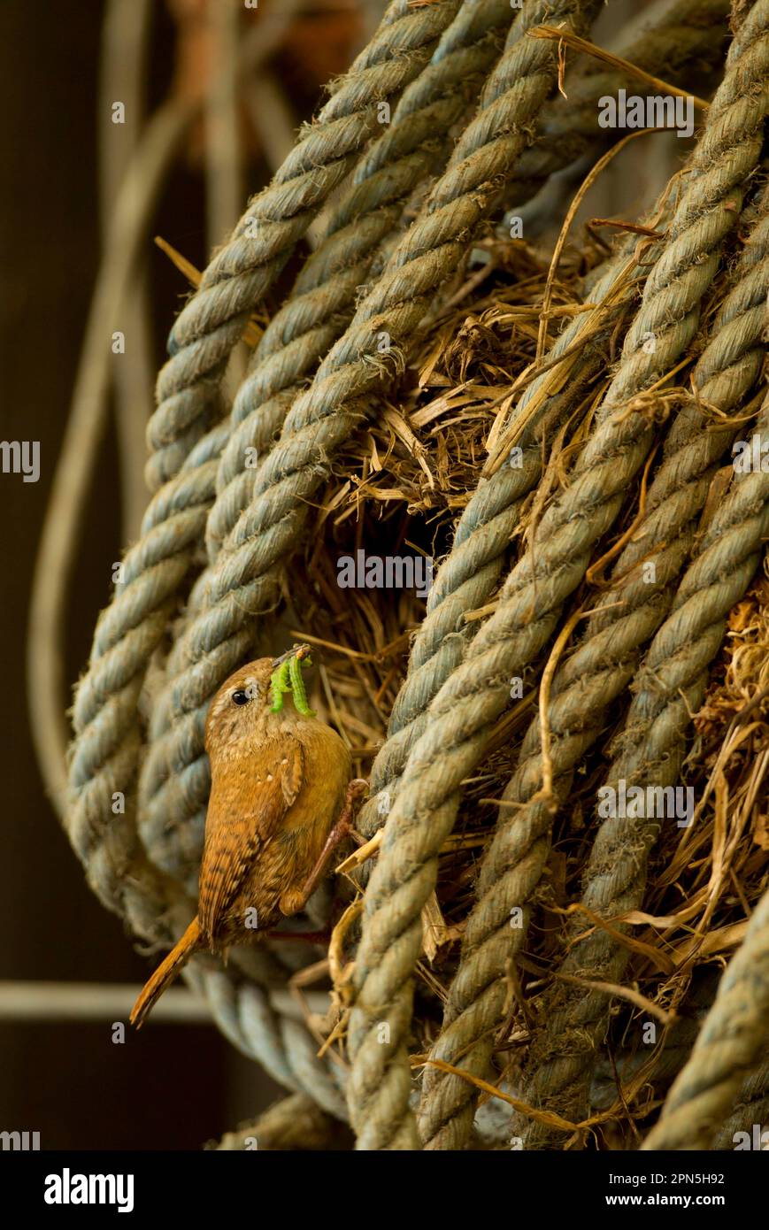 Wren, Wren, Songbirds, Animals, Birds, Eurasian Wren (Troglodytes ...