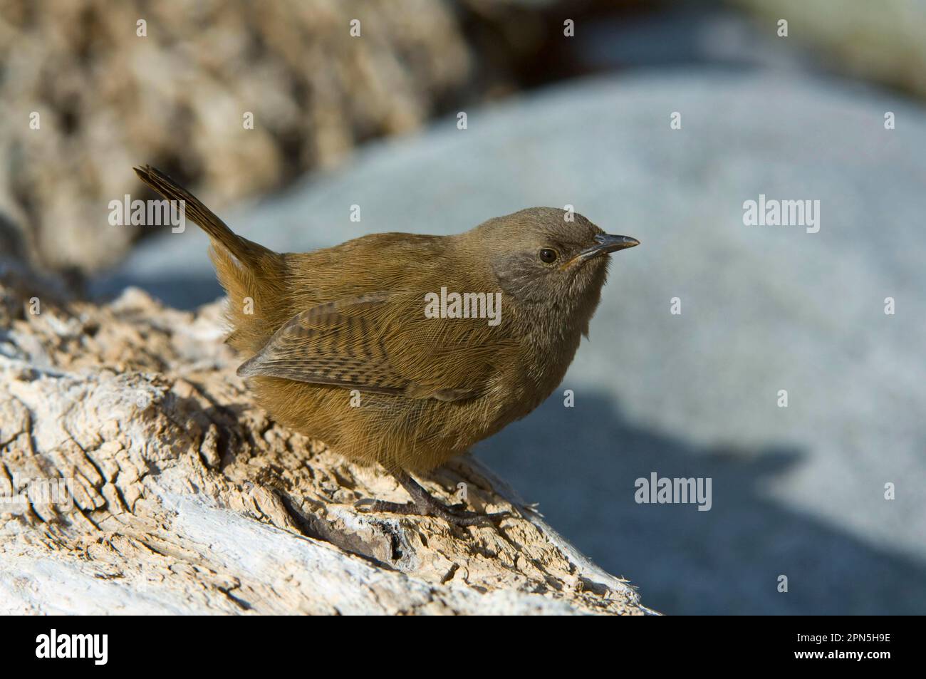 Cobb's wren (Troglodytes cobbi), Falkland Wren, Falkland Wren ...