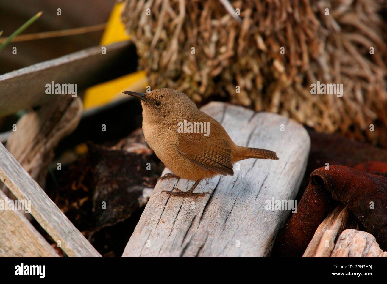 Cobb's wren (Troglodytes cobbi), Falkland Wren, Falkland Wren ...