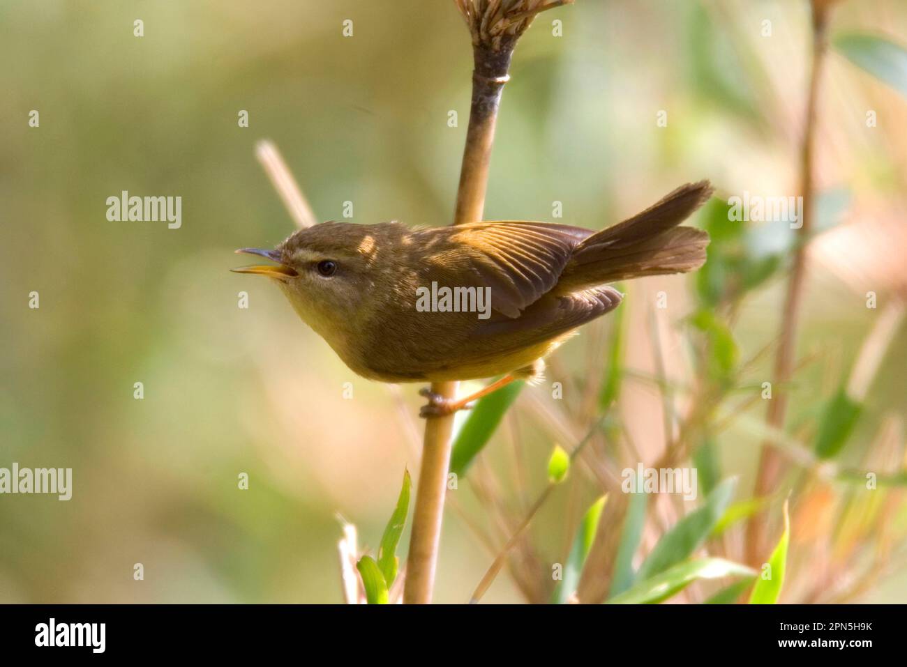Olive Bush Warbler, Olive Bush Warbler, Songbirds, Animals, Birds ...